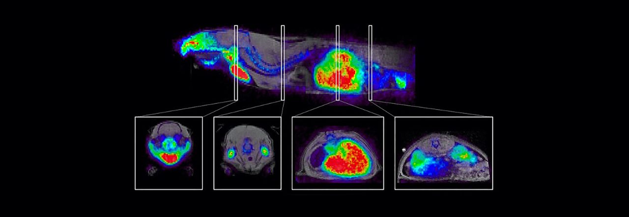 Molecular Imaging | Multi-Modal Imaging | Bruker