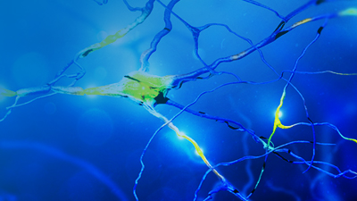 Miniscopes and Multi-region Miniscopes | Bruker