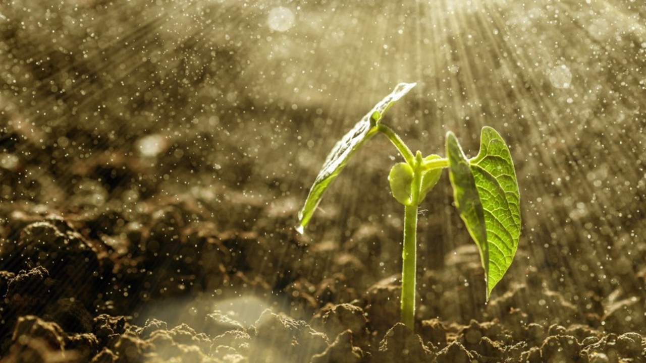 Plant Analysis | Bruker