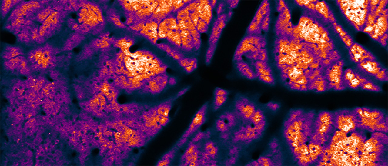 Exploring in vivo Neural Circuit Activity with Simultaneous All Optical ...