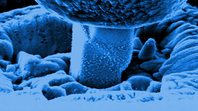 In Situ SEM Nanomechanics with Bruker’s PicoIndenter | Bruker