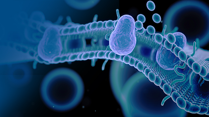 Study the Structure, Morphology and Biomechanics of Cells and Tissues ...