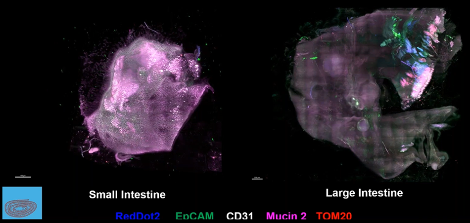 AN2004 Imaging Complex Structure with Luxendo Light-Sheet Microscopy ...