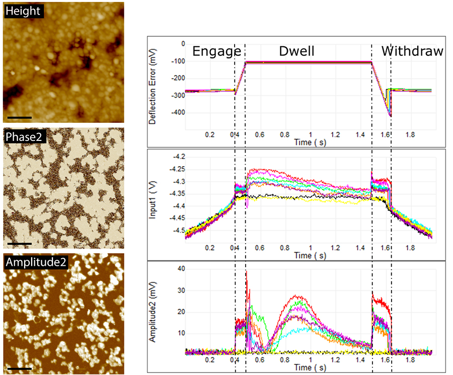 Scanning Microwave Impedance Microscopy (sMIM) | Bruker