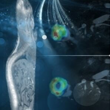 ParaVision Advanced Imaging Course | Bruker