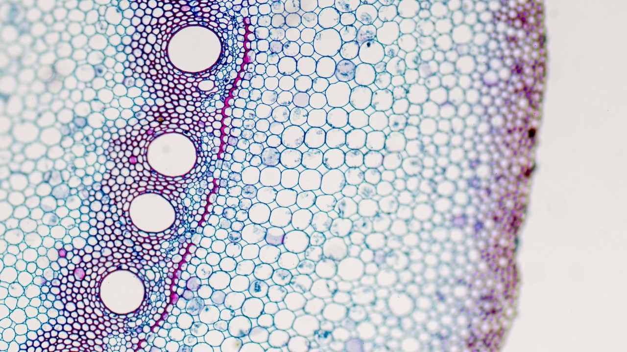 Infrared Imaging in Biology | Bruker