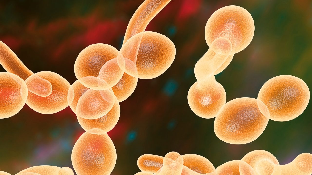 Candida auris – the emerging drug-resistant fungal threat | Bruker