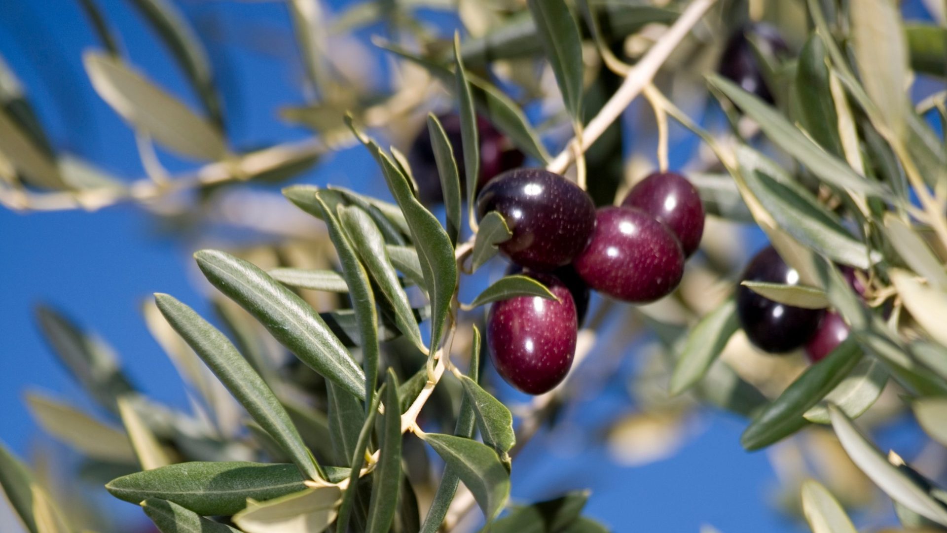 FT-NIR Analysis of Olives and Olive Oil | Bruker