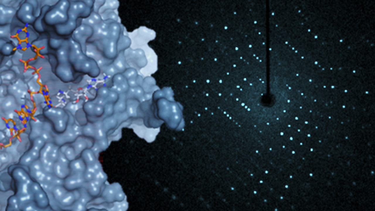 Diffraction Methods in Drug Discovery and Development | Bruker