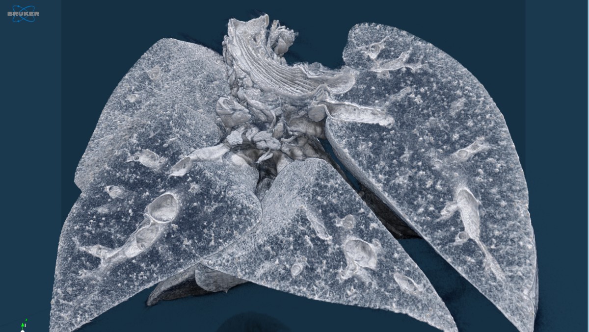 Cutting-Edge micro-CT Imaging Research Shines New Light on Mooted SARS ...