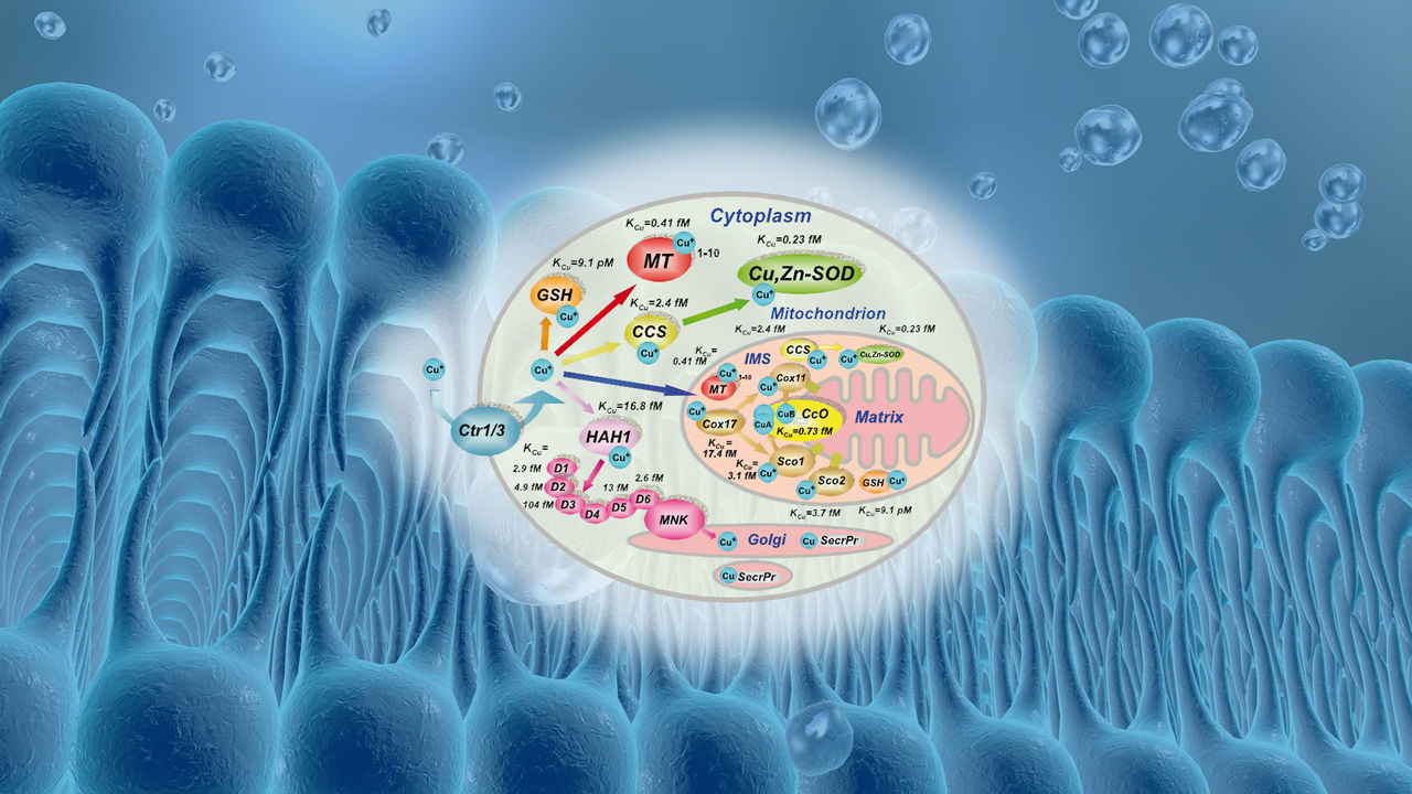 NMR for understanding functional cellular pathways: Metal transport and ...