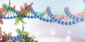 Optical Tweezers in Life Science: Probing DNA-protein Interactions | Bruker