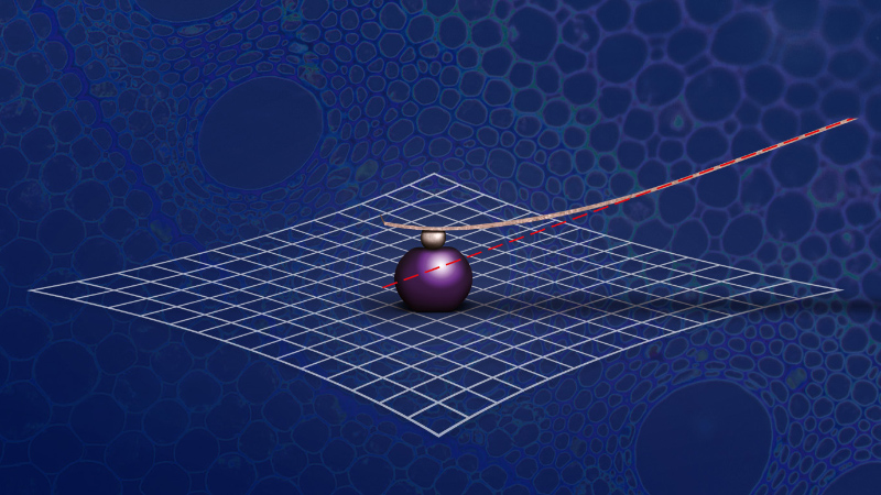 Automated AFM and Applications in Mechanobiology and Life Science ...