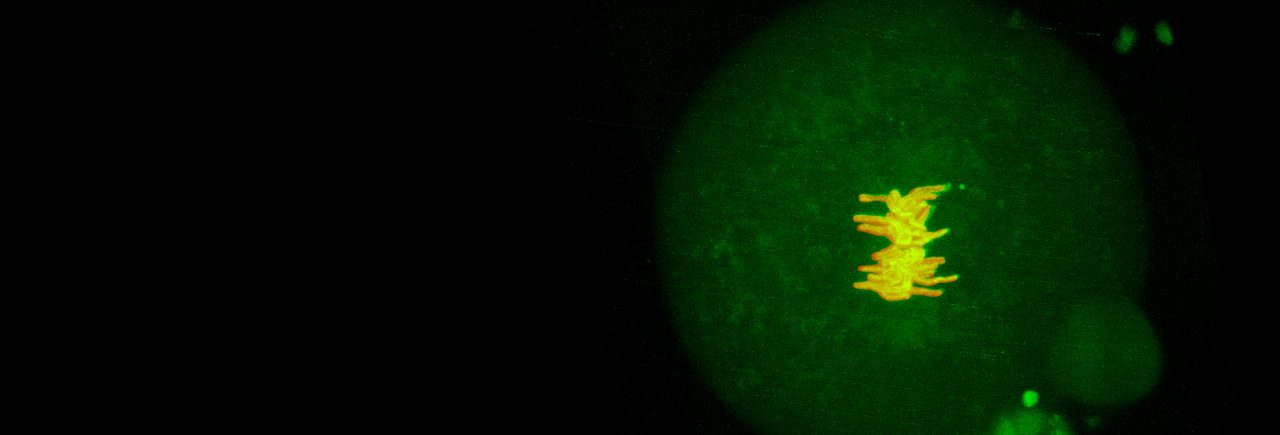 Light-Sheet Microscopy in the Study of Embryogenesis | Bruker