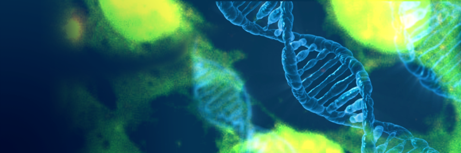 Studying the Mechanics of DNA Rearrangements with Optical Tweezers | Bruker