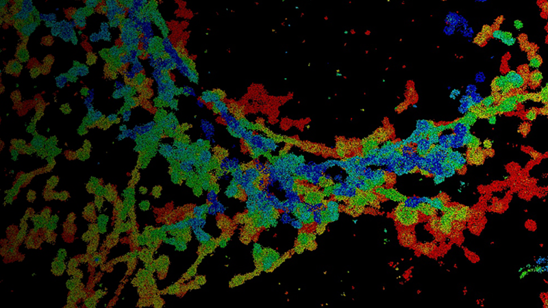 dSTORM Imaging of Neuronal GABAAR Spatial Patterning Regulated by GABA ...