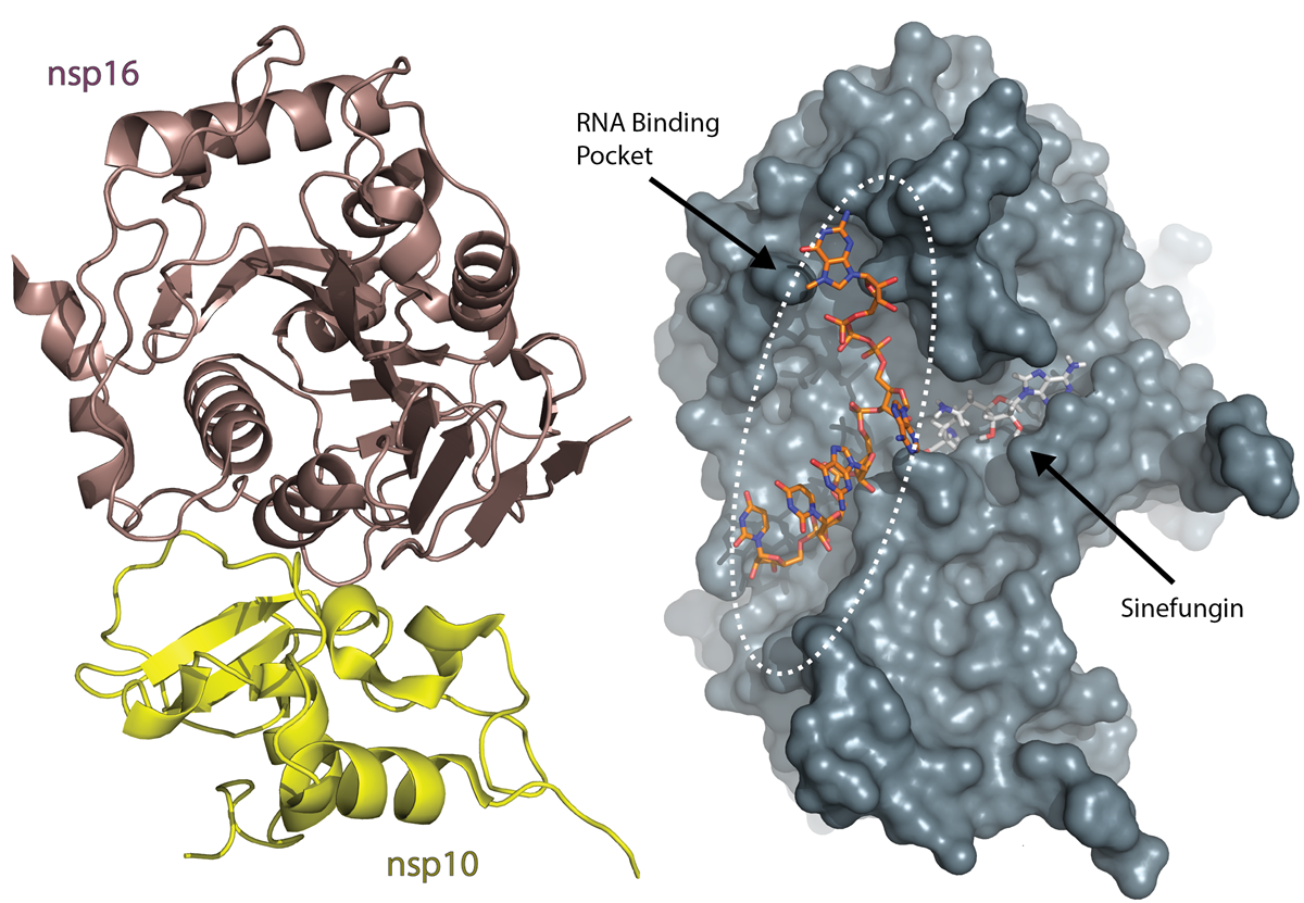 protein crystal structure database