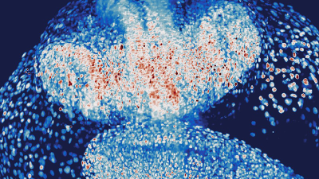 Live Sample Imaging with Light-Sheet | Bruker