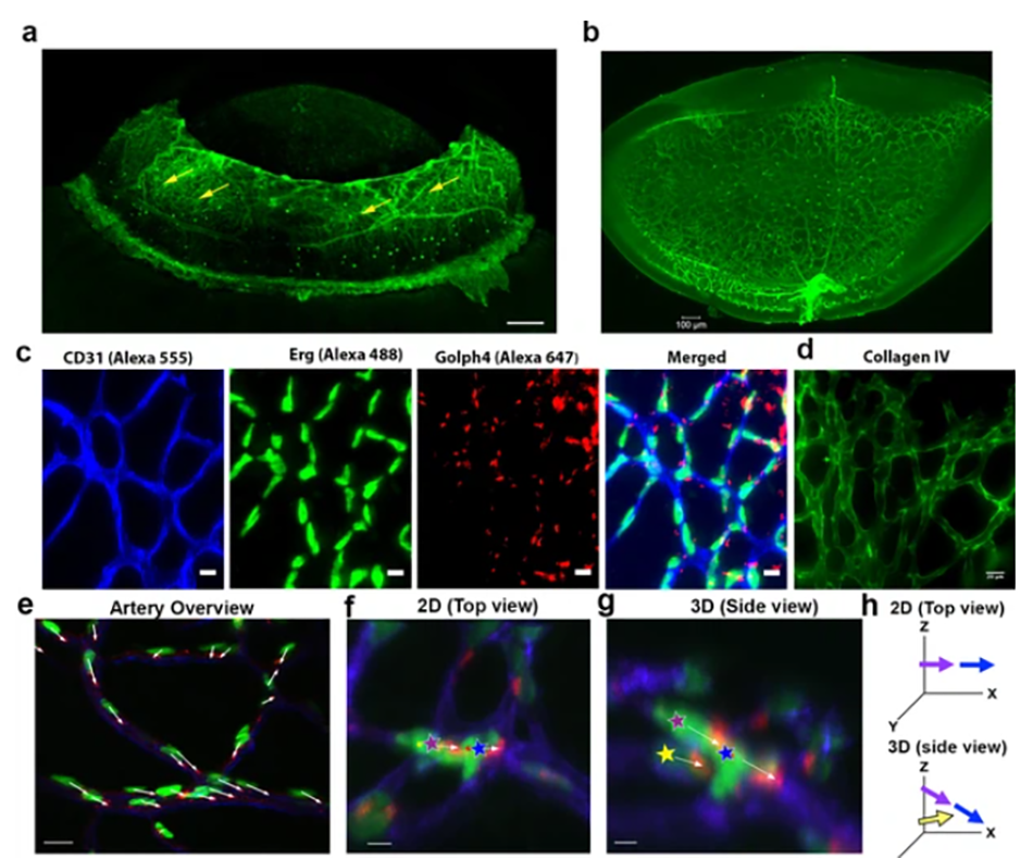 Application Note: Light-Sheet Imaging Reveals the Secrets of ...