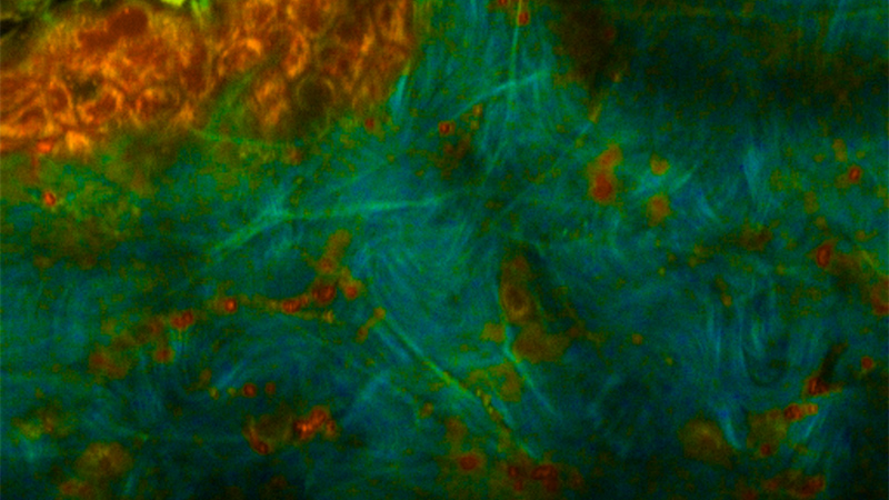 Label-Free Imaging | Bruker