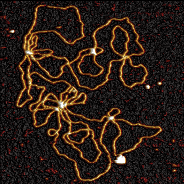 BioScope Resolve | Bruker