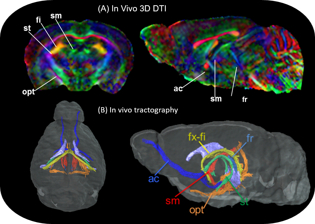 UHF MR imaging | Small Animal Imaging | Bruker