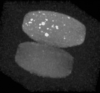 Dissolution of a tablets | Bruker