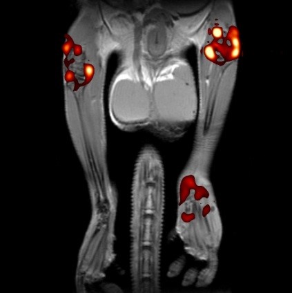 Mouse Imaging | Bruker