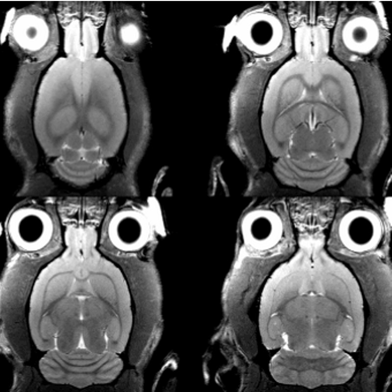 ParaVision Advanced Imaging Course | Bruker