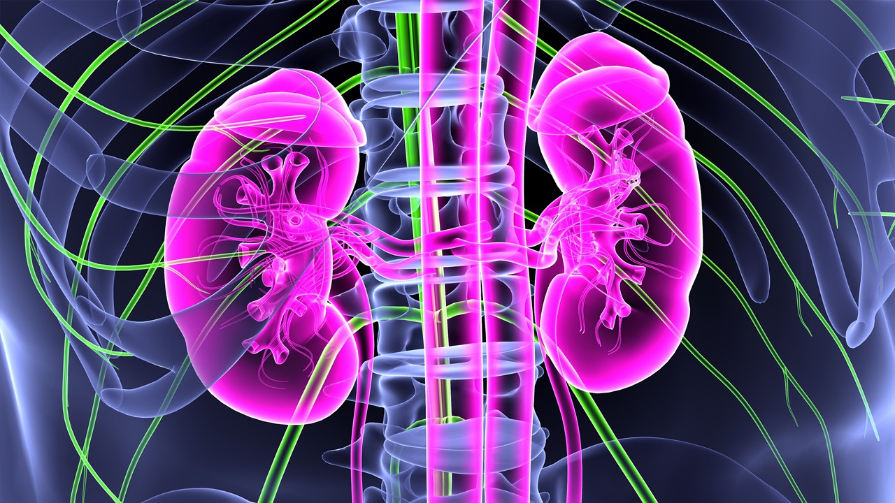 BioDistribution | Bruker