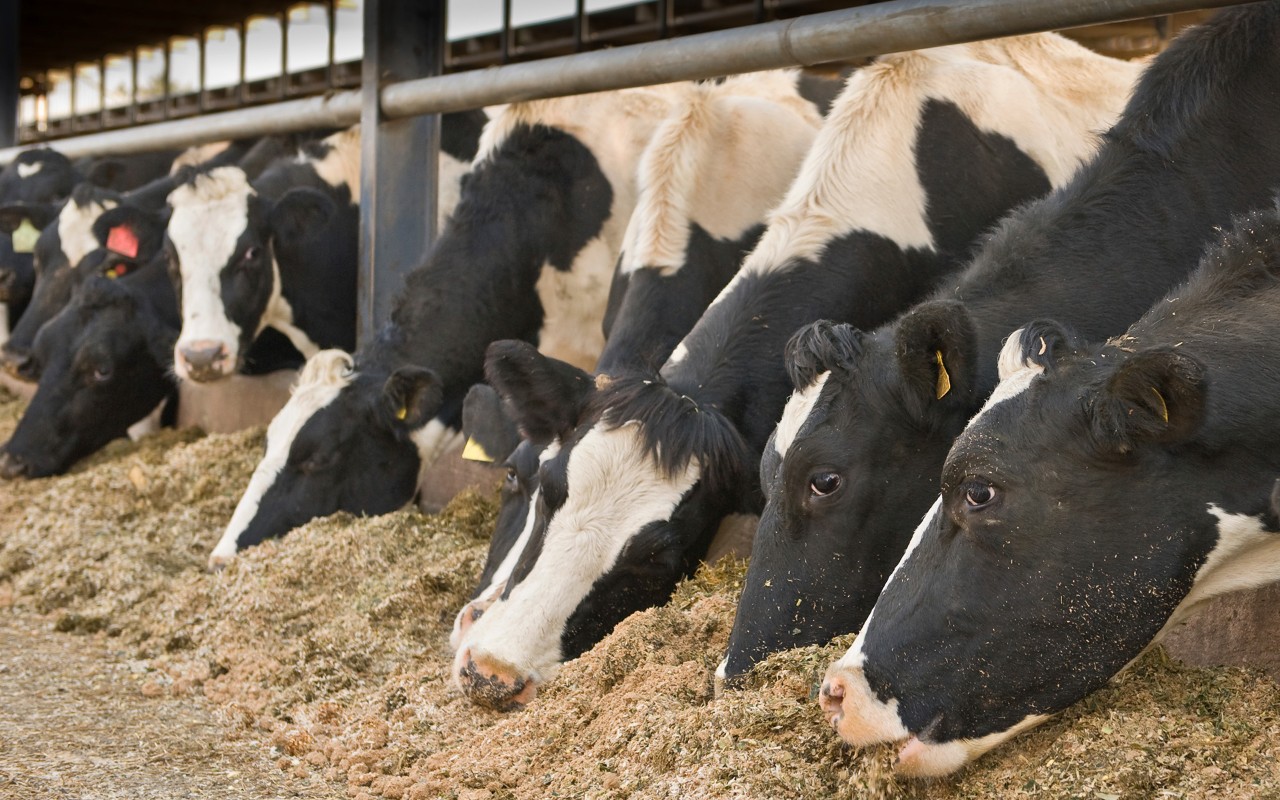 Applications of FT-NIR and XRF in Feed Production | Bruker