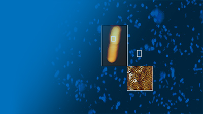 BioAFM Webinar Joint with Nikon | Bruker