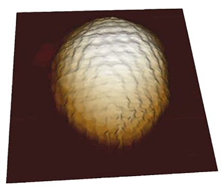 BioAFM Applications Gallery: Life Science Research | Bruker
