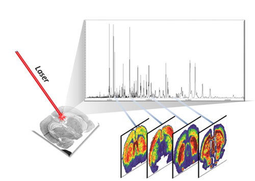 MALDI Imaging | Bruker