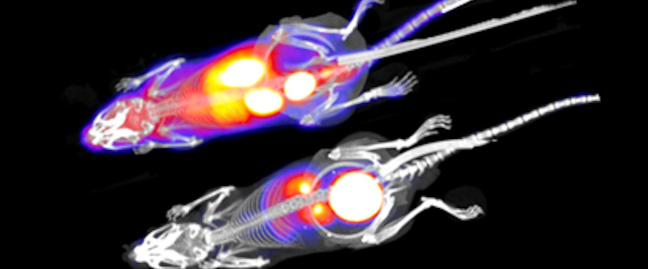 Two Is Company, Four Is a Party: Mapping Inflammatory Fructose Metabolism Using a Multi-Animal ...