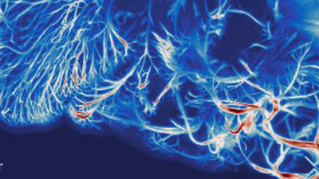 Light Sheet Microscopy Zebrafish | Shelly Lighting