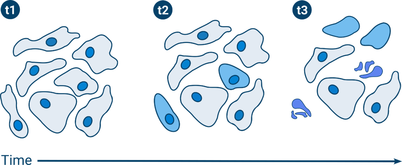 Why Choose a Light-Sheet Microscope | Bruker