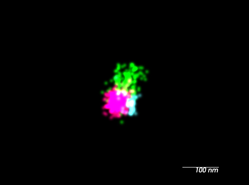 Imaging Extracellular Vesicles with Super-Resolution Microscopy | Bruker