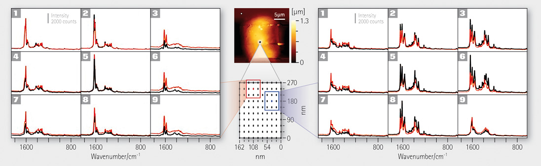 BioAFM Applications Gallery: Raman, TERS, and SNOM | Bruker