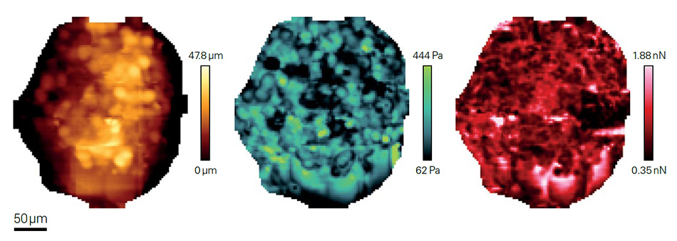 Tech Note: Next-Generation AFM Force Mapping of Challenging Samples ...