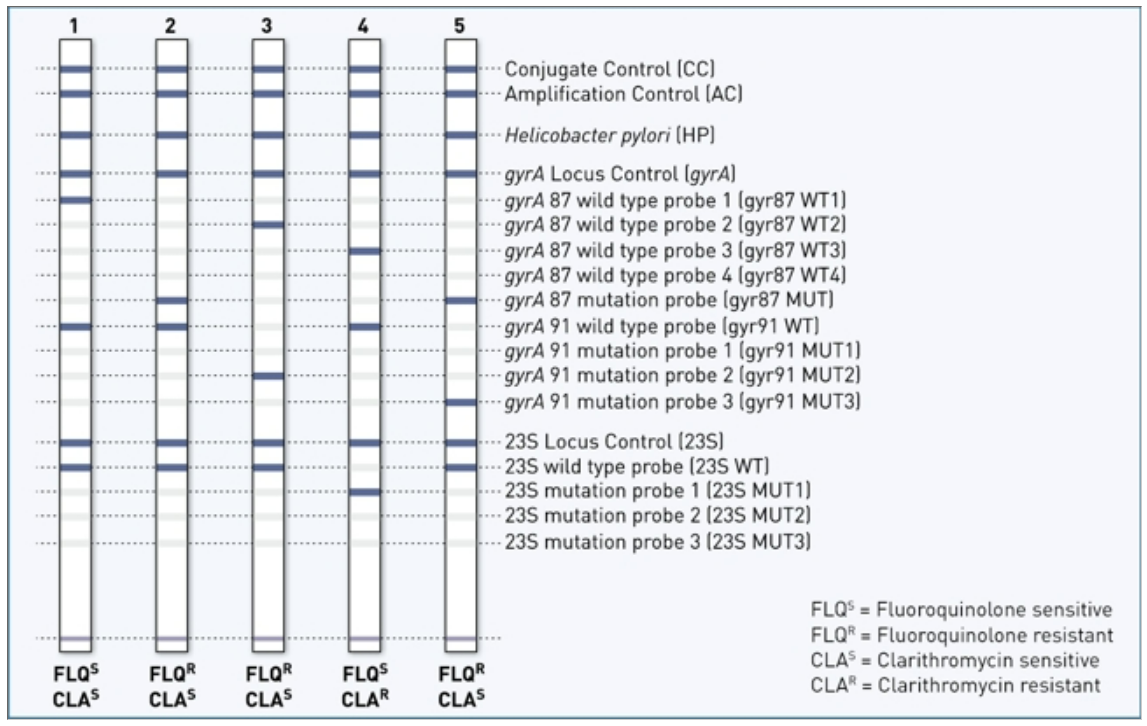 GenoType HelicoDR | Bruker