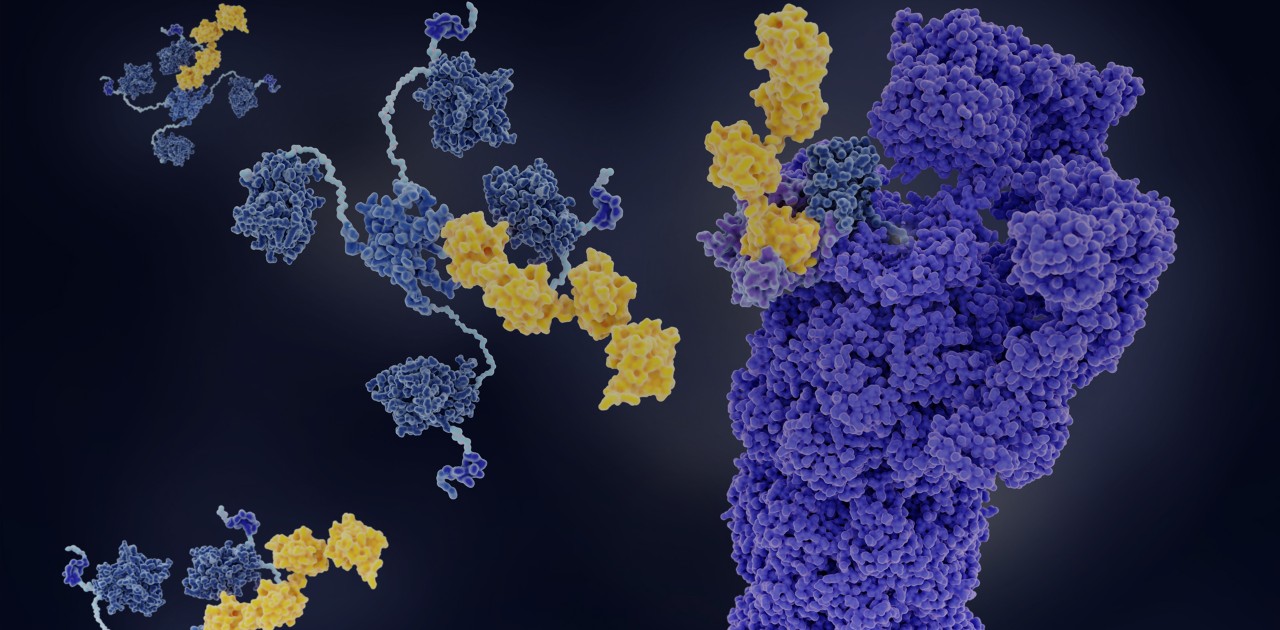 Targeted Protein Degraders | Bruker