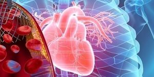 Studying Cardiovascular Pathology with MRI | Bruker