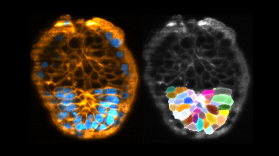 Imaging Mouse Peri-Implantation Development in a 3D Ex-Vivo Culture ...