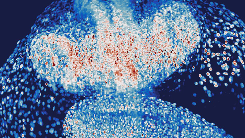 Modelling 3D Tissue Flow Using Forces and Tissue Mechanics | Bruker