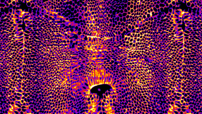 Studying Morphogenetic Waves with Photo Manipulation Coupled to Multi-View Light-Sheet ...