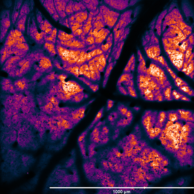 Ultima 2Pplus | Bruker