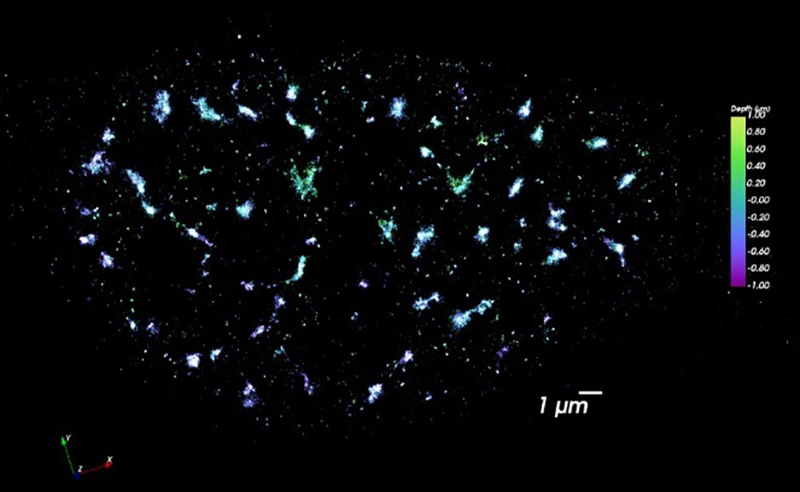 RNA Visualization and Quantification with Single Molecule FISH (smFISH ...