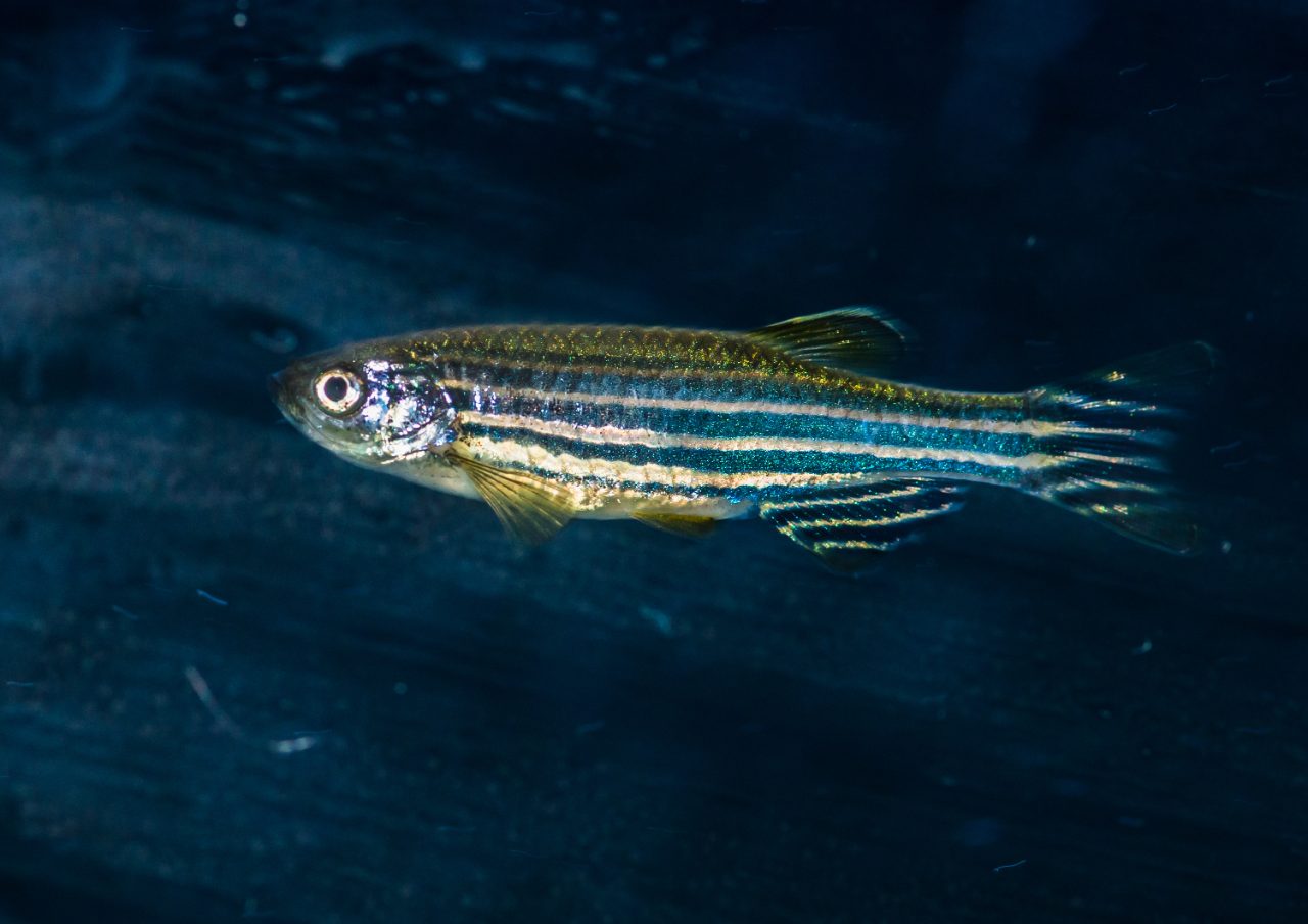 Anatomy and Morphology of Zebra Fish | Bruker