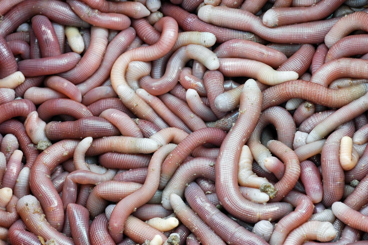 Peanut Worm | Bruker